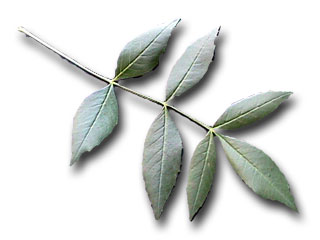 HOJAS - BIONATURALIST