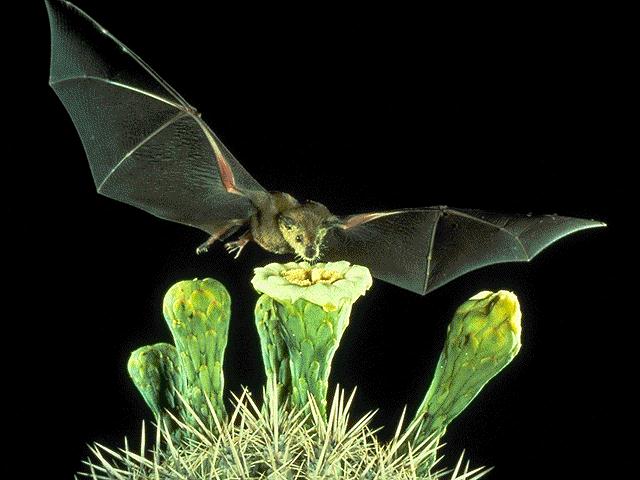 FLOR - BIONATURALIST