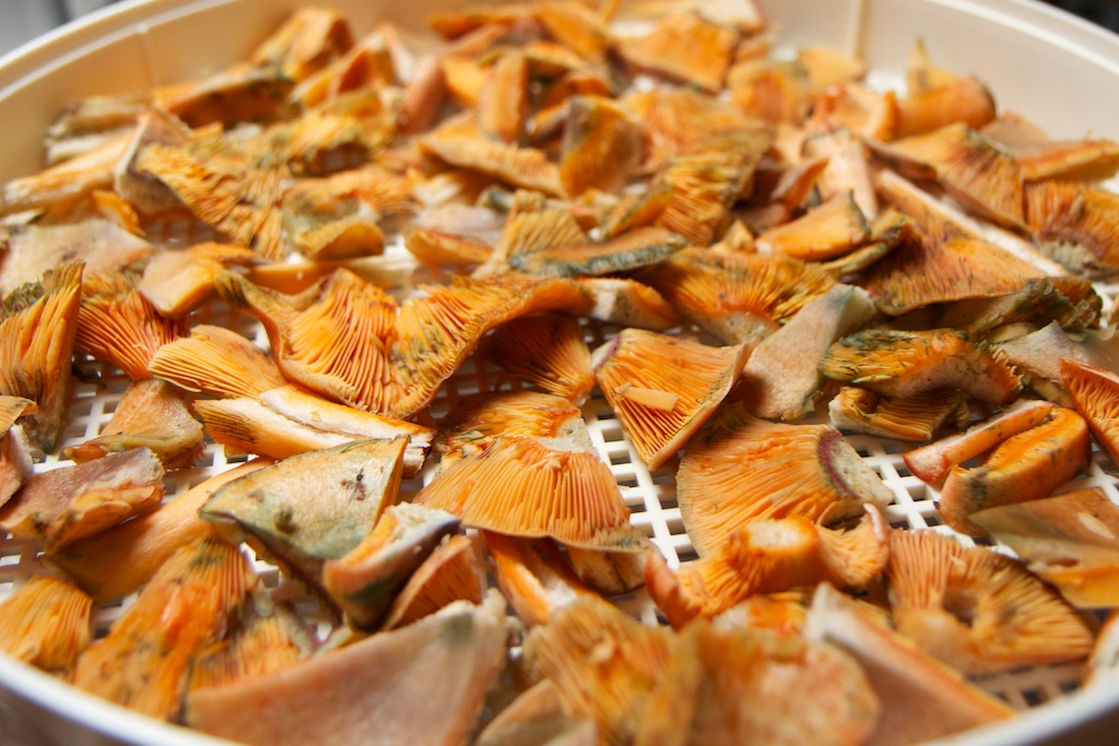 Siskot kokkaa: Hops sinne metsään, se on kuulkaas ihanaa!