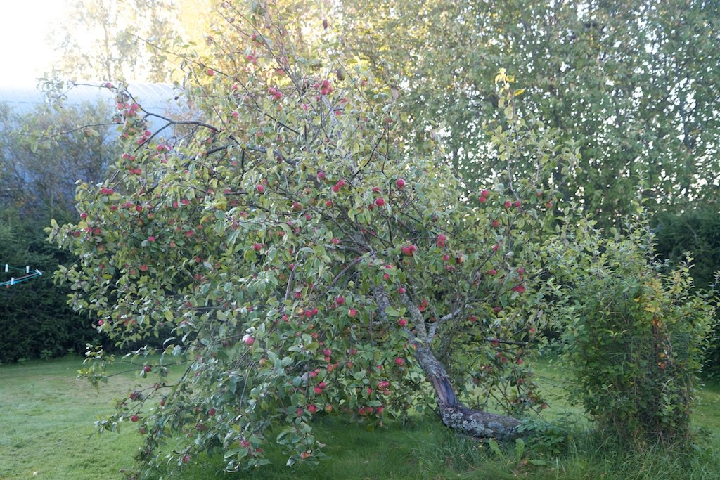 Siskot kokkaa: Sipulitarhoja ja omenapuita; pohjanmaa syksyllä