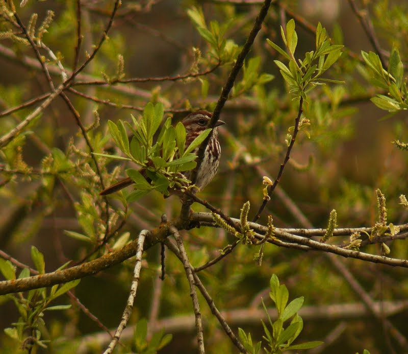 Portland Oregon Backyard Birds: Commonwealth Park