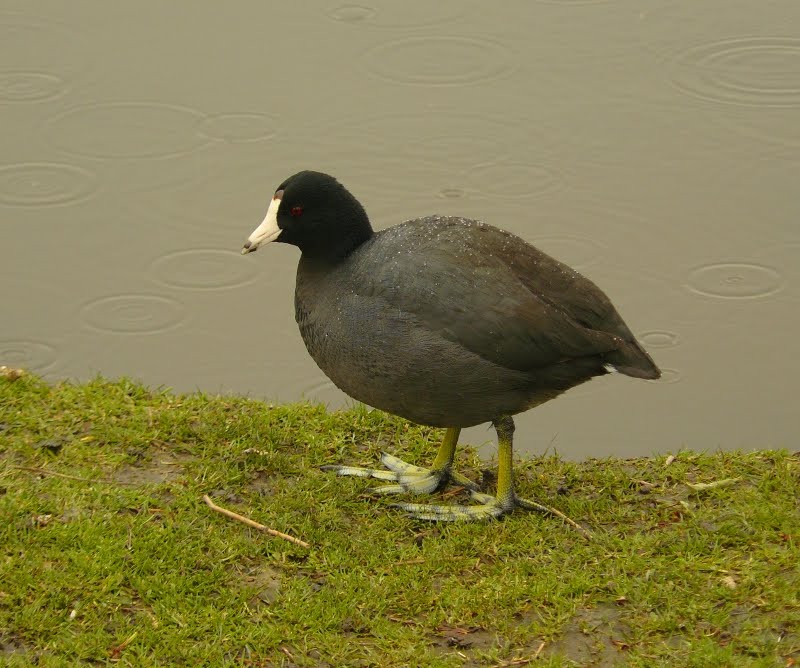 Portland Oregon Backyard Birds: Commonwealth Park