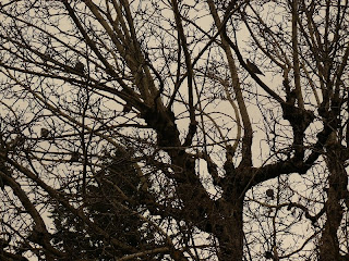 Portland Oregon Backyard Birds: Band-Tailed Pigeons