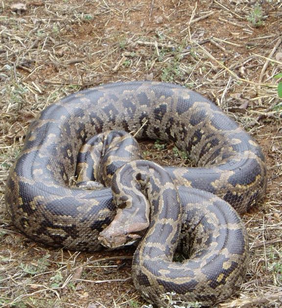 VANISHING SPECIES II: Vanishing Species - Indian Rock Python