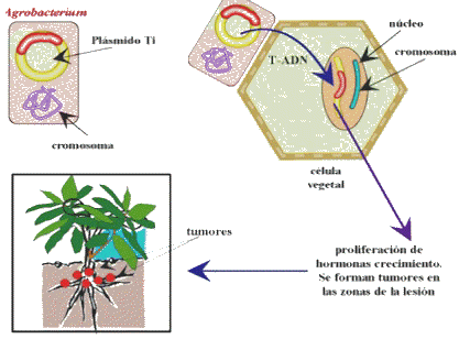 Genetica Moderna: Modificación Genética