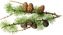 Winterknospen: Lärche