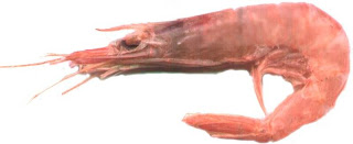 Si dubto és que sóc, si penso és que sóc: de març 2009