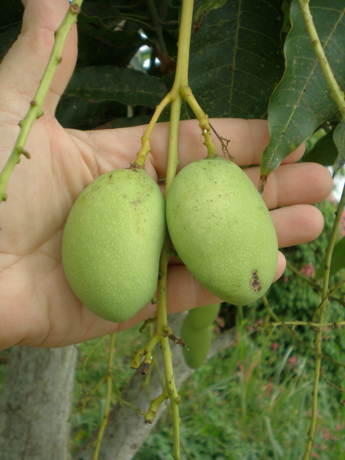 Mr. Young's Ceramics Class: Mango Season is Here!