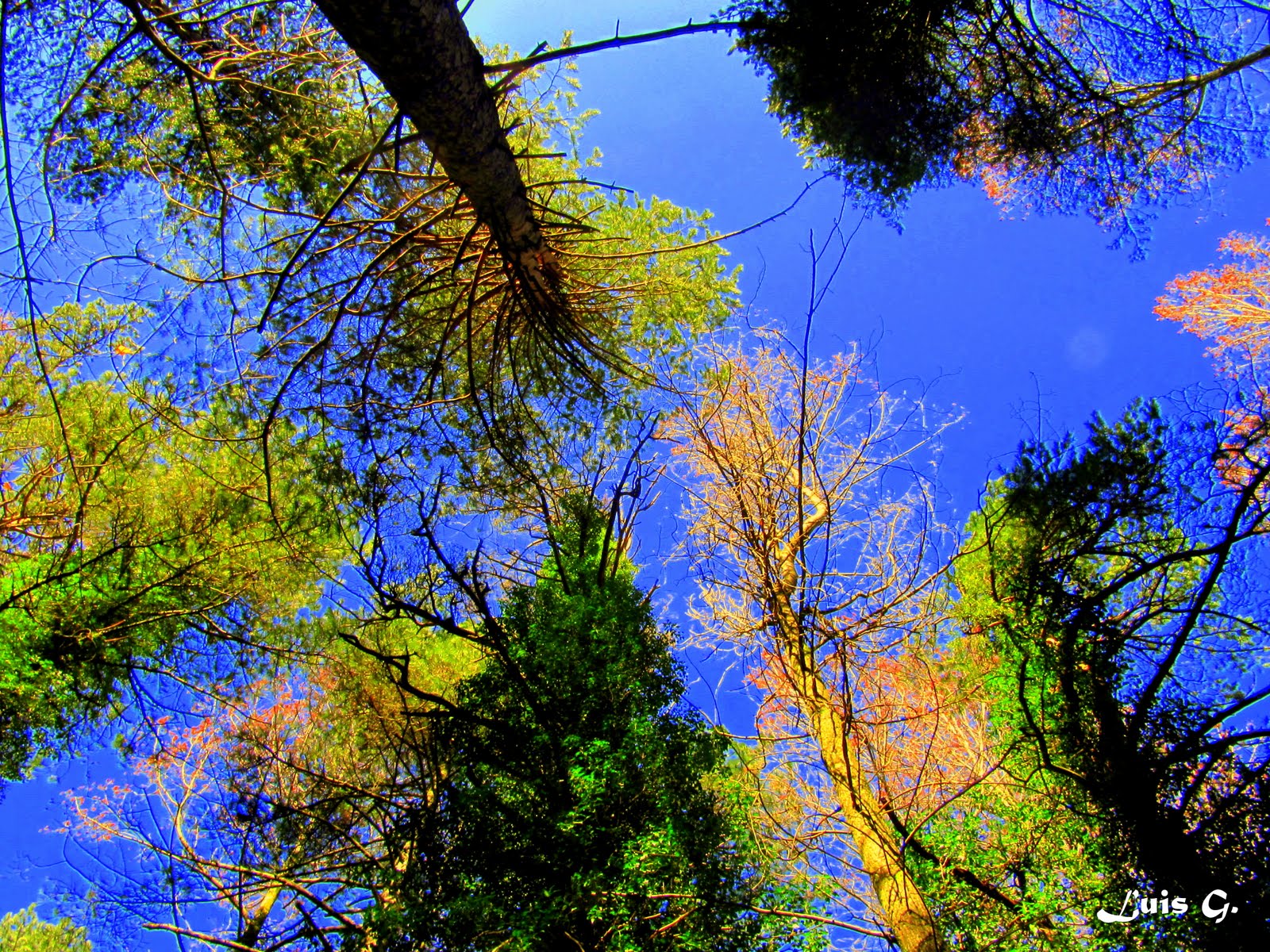 UN SOÑADOR POR LAS CUMBRES: Festival cromático