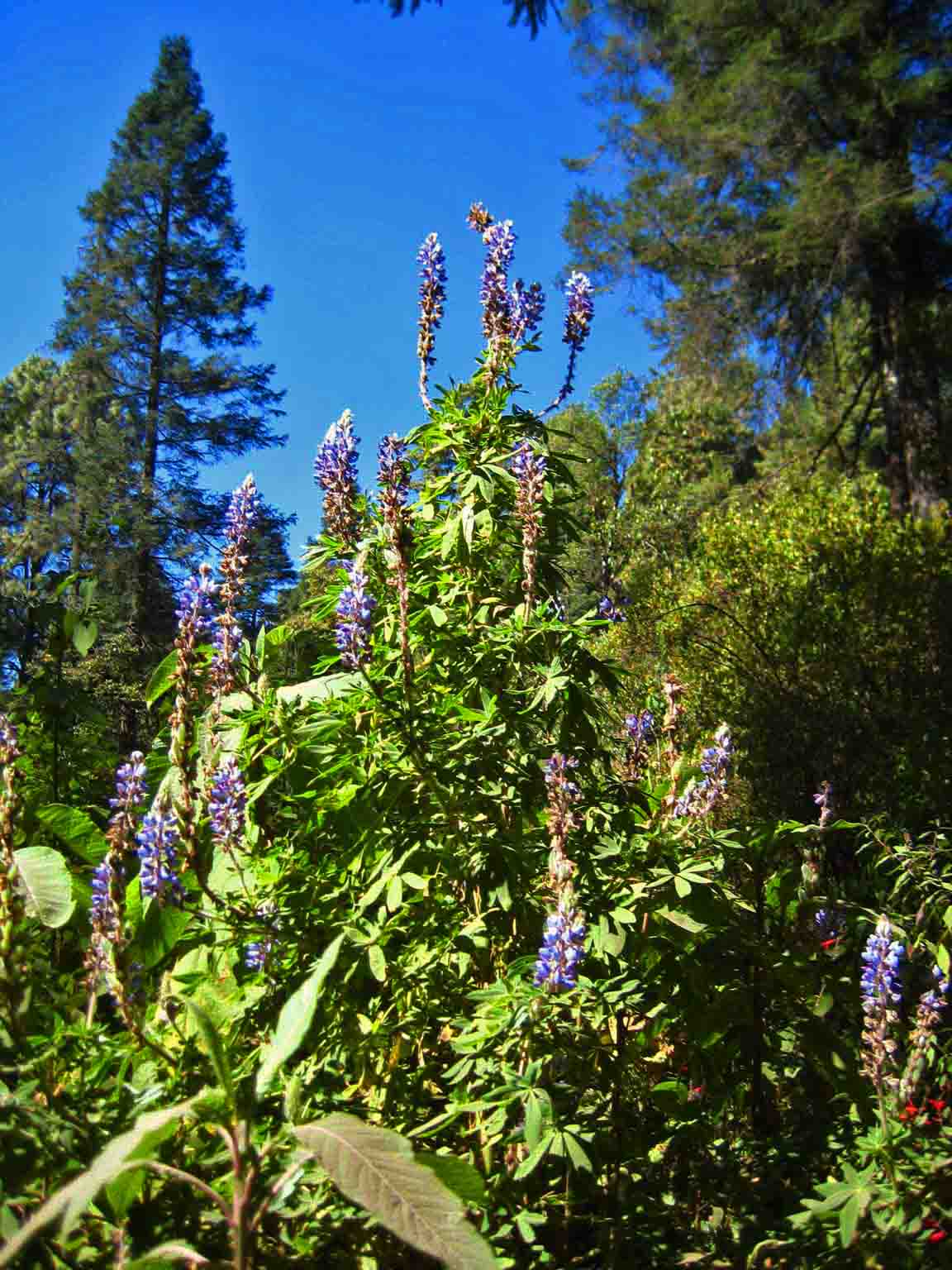 Eric & Autumn's World Roll Up: Piedra Herrada: Monarch Butterflies