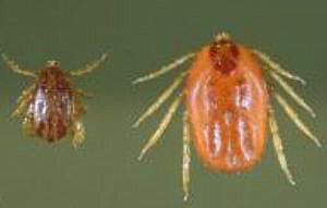 ENFERMEDADES ANIMALES.: PARASITOS.....