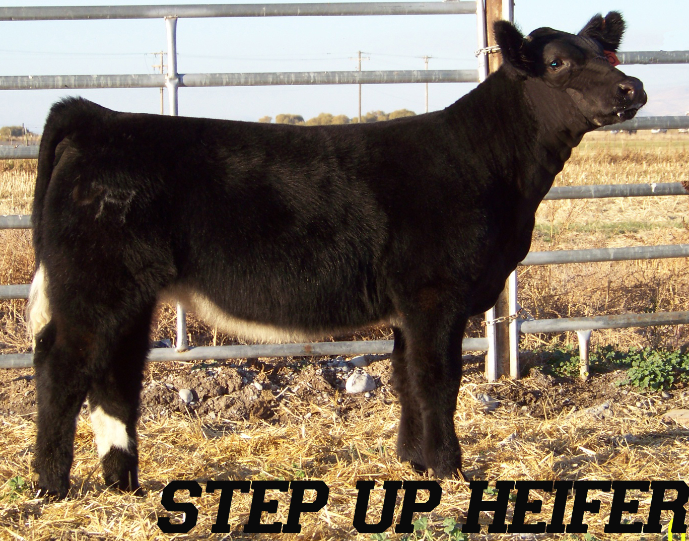 Aggie Classic Club Calf Sale