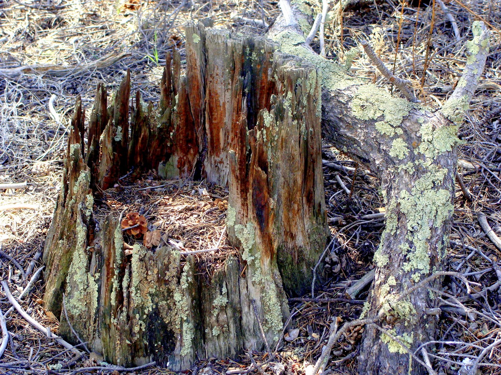 Book Journeys: Alligator Juniper Trees