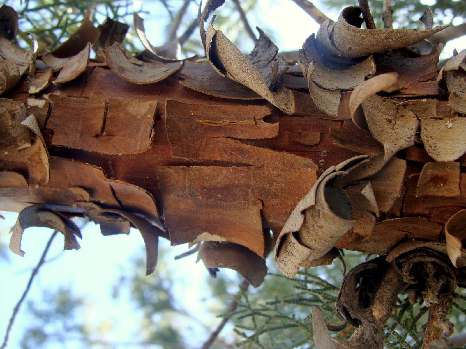 Book Journeys: Alligator Juniper Trees