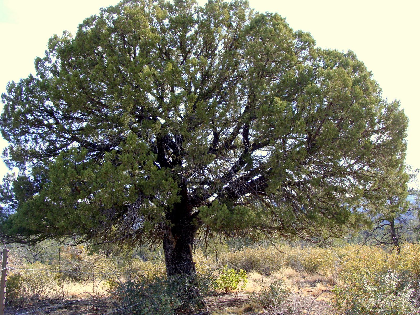 Book Journeys: Alligator Juniper Trees