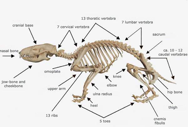 The Hedgehog Manor: April 2010