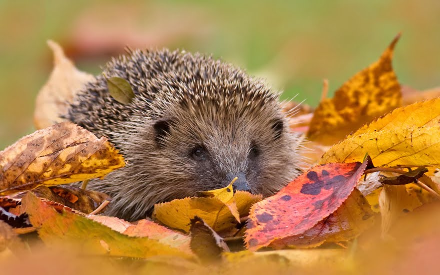 The Hedgehog Manor: A Hedgehog's Calendar - Autumn