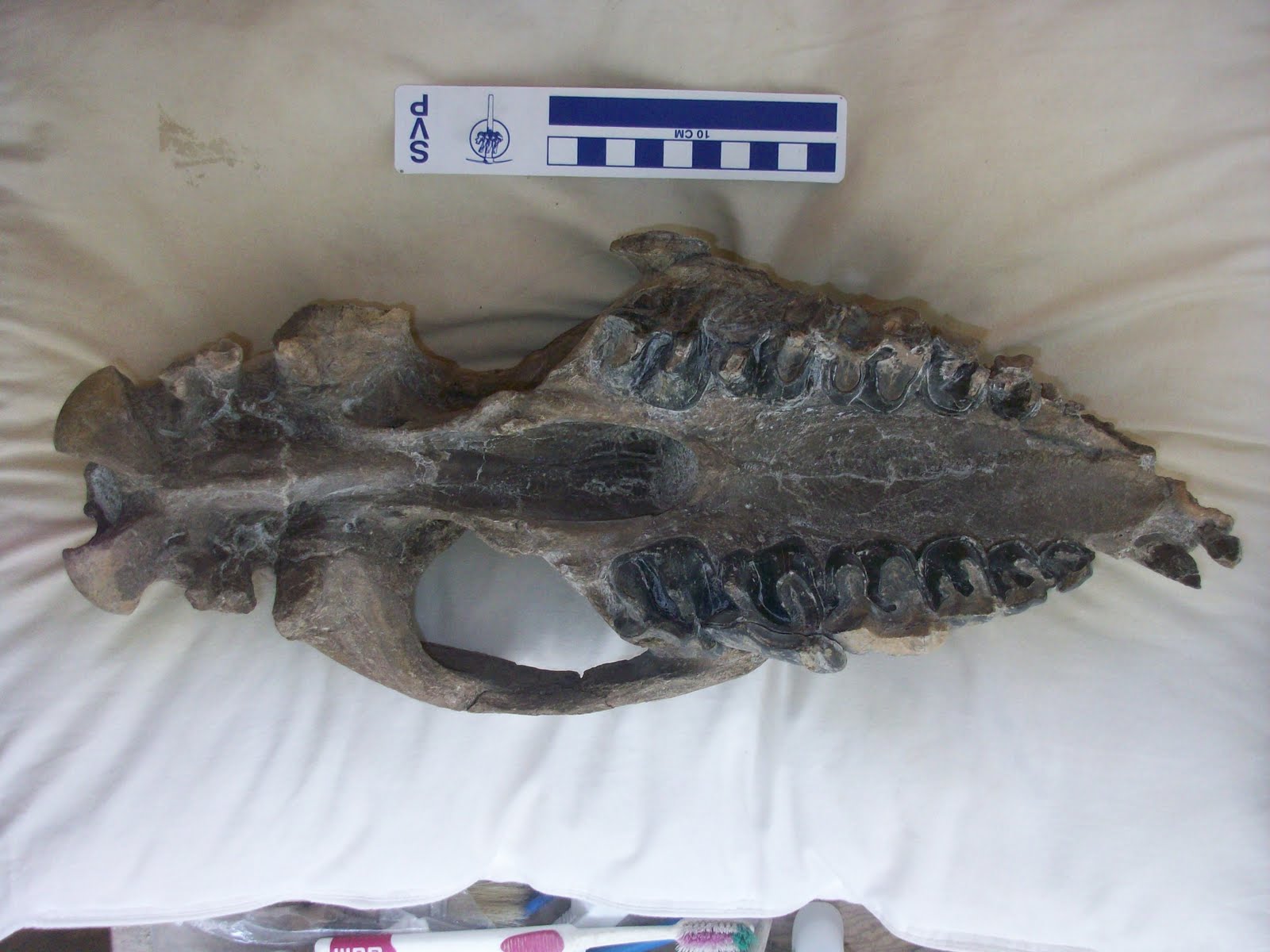 Danburkite: Amynodon advenus