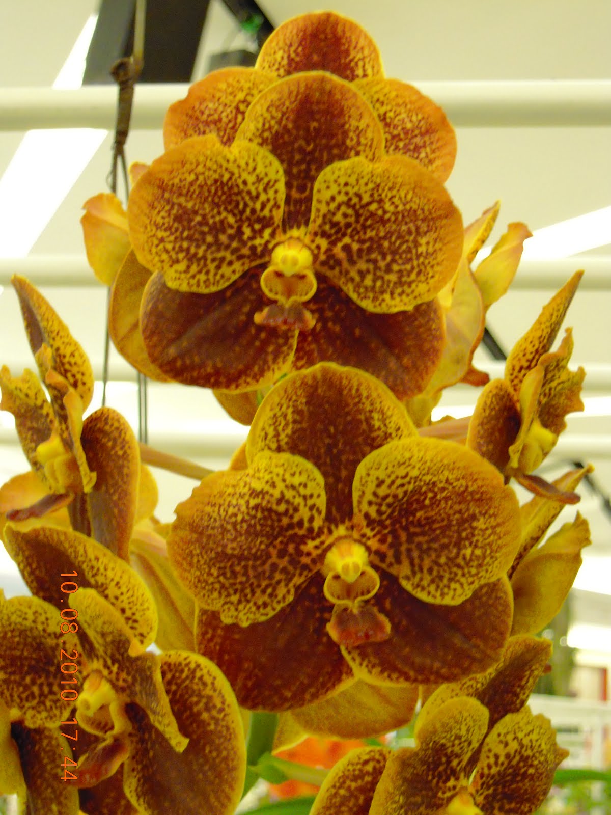 UMI & TSURU: Green and Brown Orchid Blooms