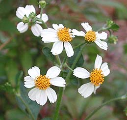 el viBrero: Aceitilla o Mozote (Bidens Pilosa)