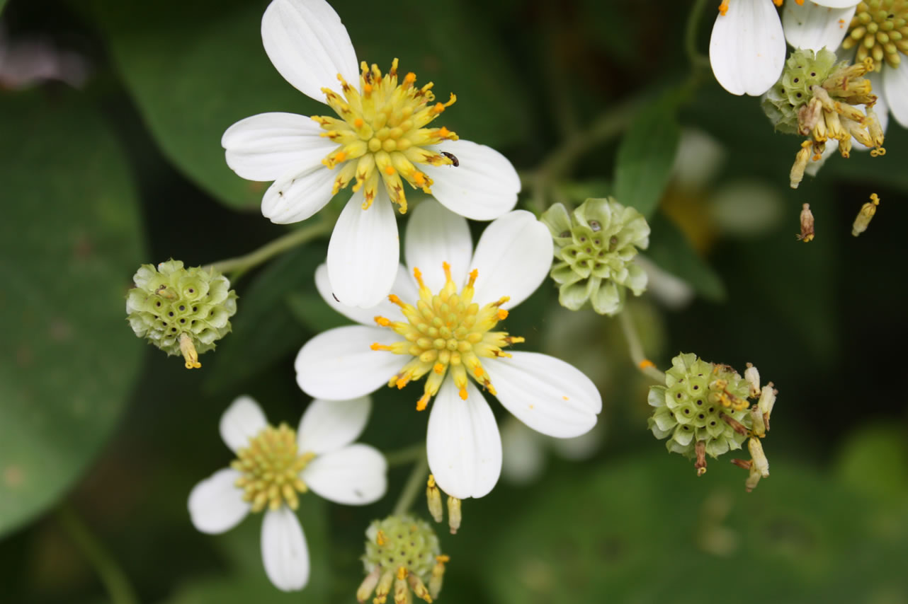 el viBrero: Plantas que florean a fines de Septiembre y Octubre