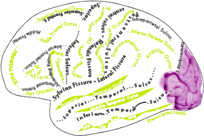 Psycho Going Neuro: Introduction: Brain Topography