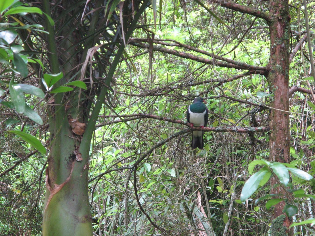 The Paddock: FSO - Flora, Fauna ande pets