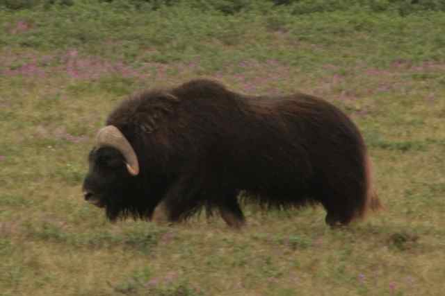 Ruffing It: The Dalton Gang