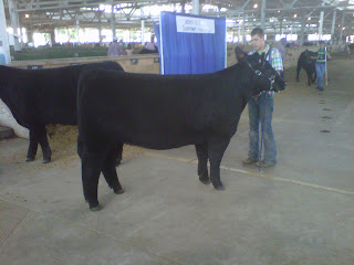 Champ Maintainer | Matt Lautner Cattle