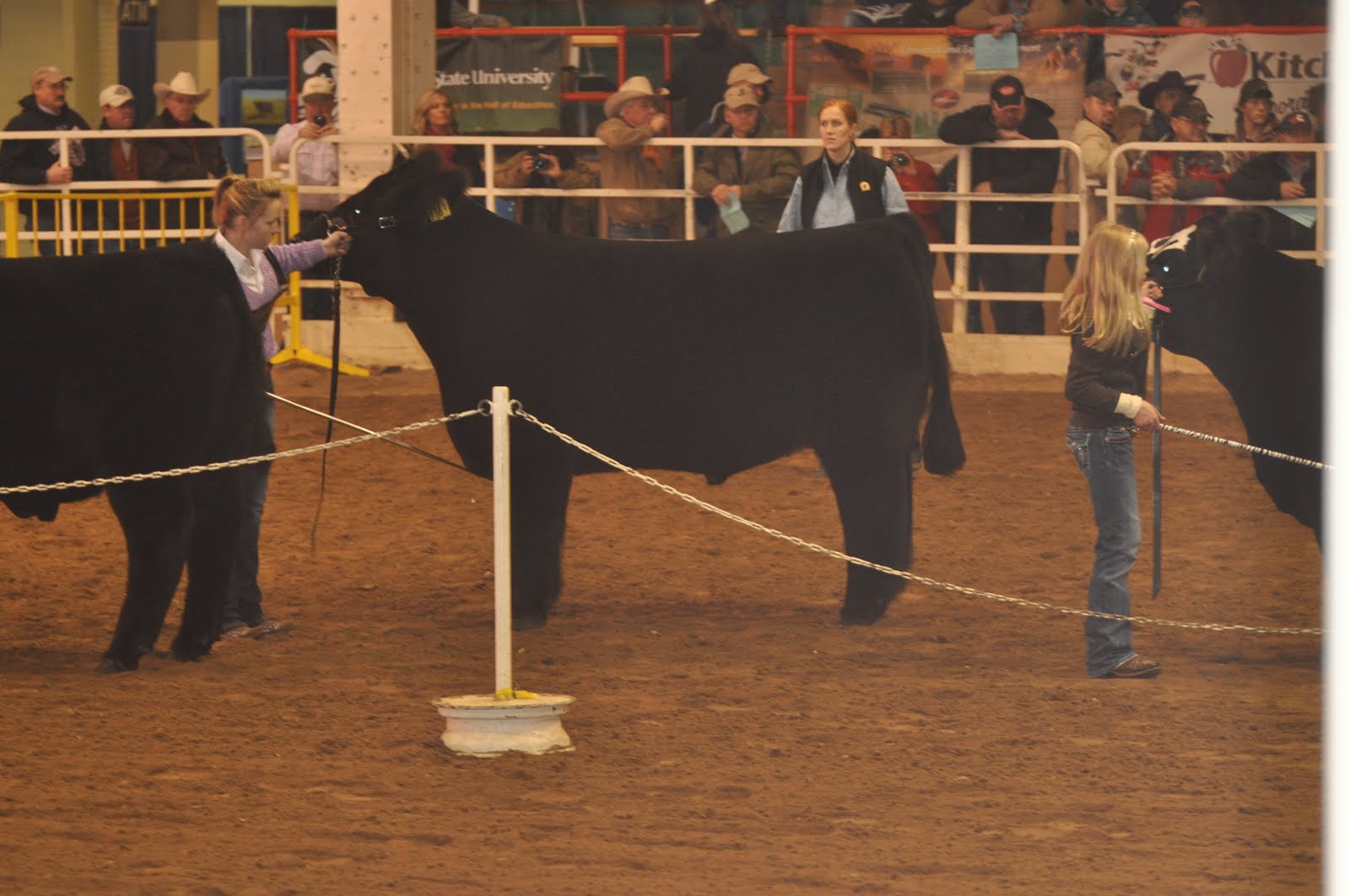 NWSS Steer Show Photos | Matt Lautner Cattle