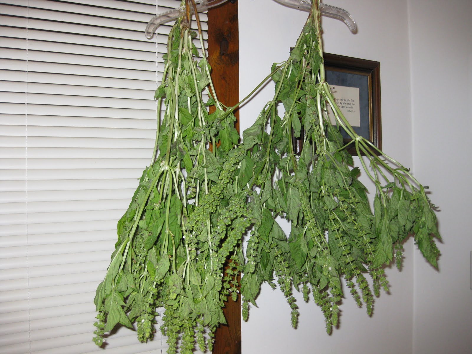 Raw Tidbits: Sunburned Bell Peppers and Basil Pesto