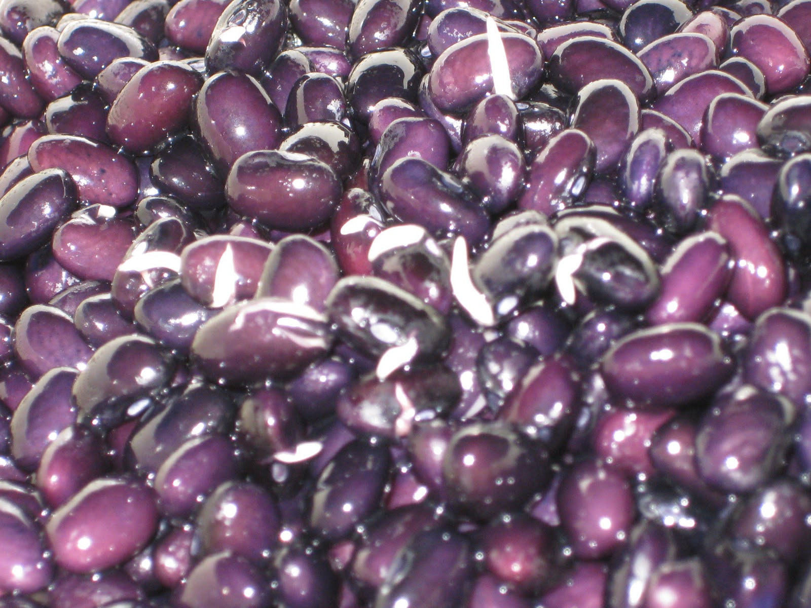 Raw Tidbits: Black Turtle Bean Sprouts!!