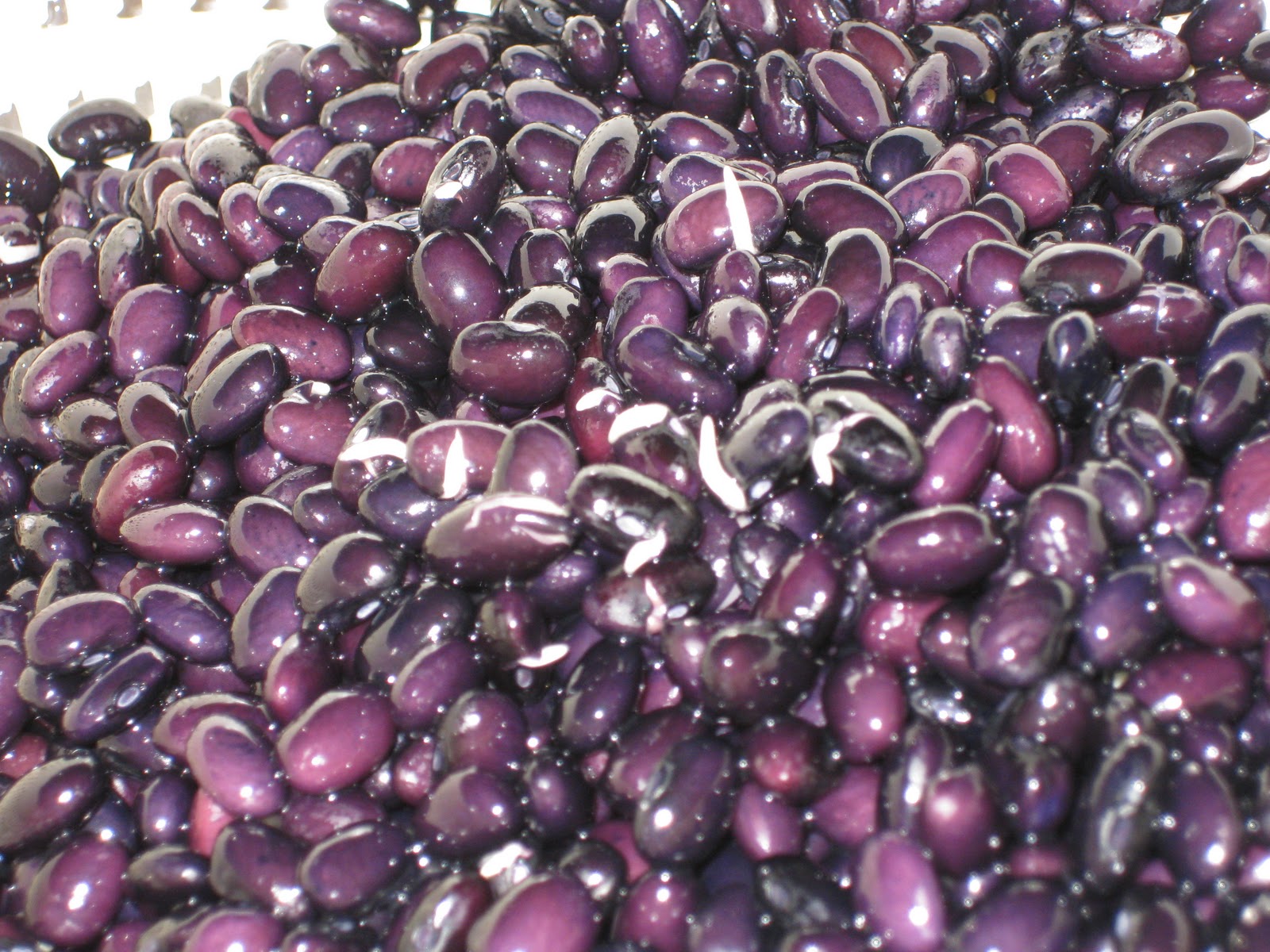 Raw Tidbits: Black Turtle Bean Sprouts!!