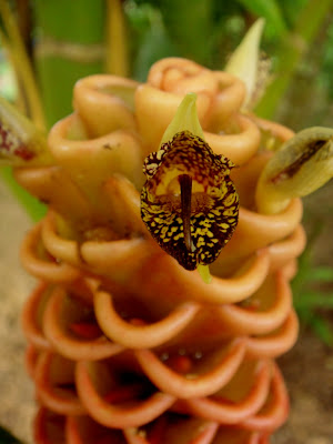 Joe's Garden: Beehive Ginger (ZINGIBER SPECTABILIS)