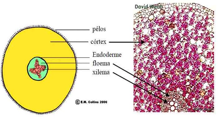 Um pouco sobre tudo...: Monocotiledôneas e Dicotiledôneas