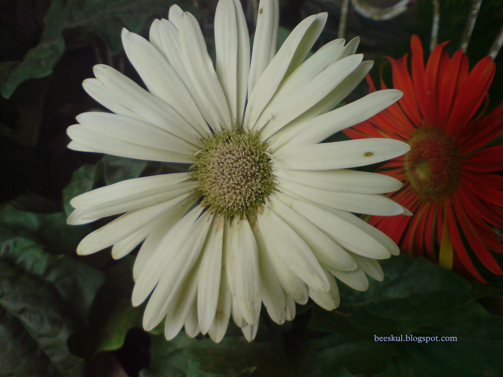 PerJaLANan: Bunga-Bunga Berkembang