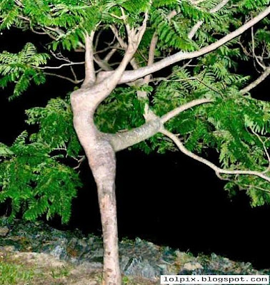 LOLPIX: The Amazing Lady Tree