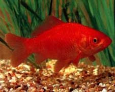 Aprenc els colors: El color vermell