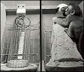 IDM-EUN YOUNG: Harry F. Harlow, Monkey Love Experiments