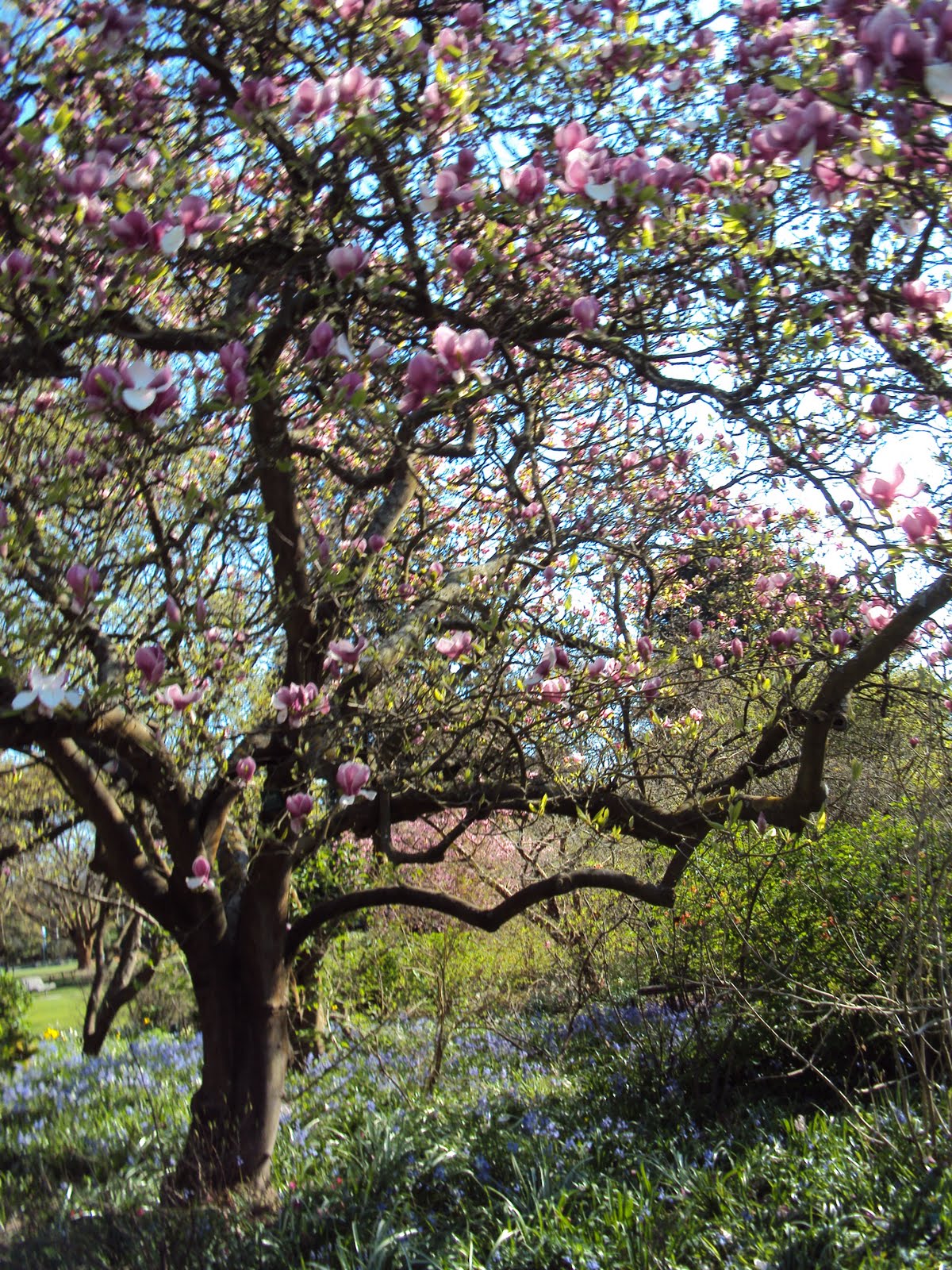 The Lallemants NZ: Spring run at Hagley Park