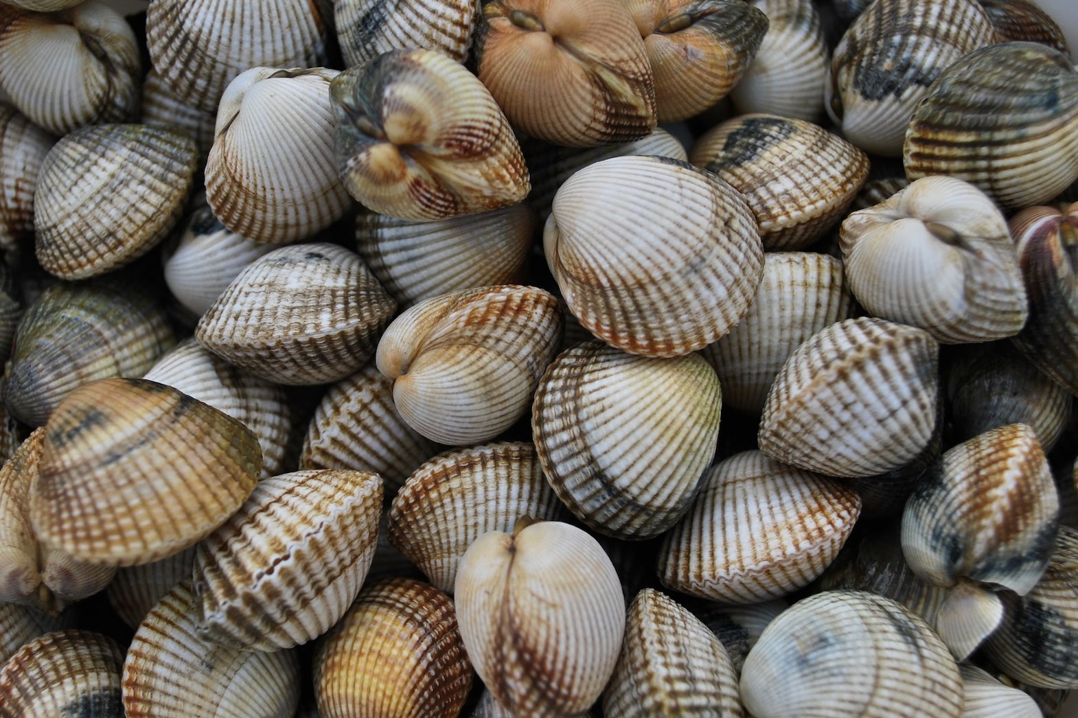Papinha Doce: Berbigão com Cebolada