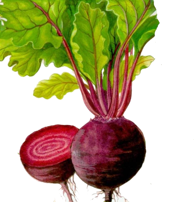 Papinha Doce: Beterraba vermelha