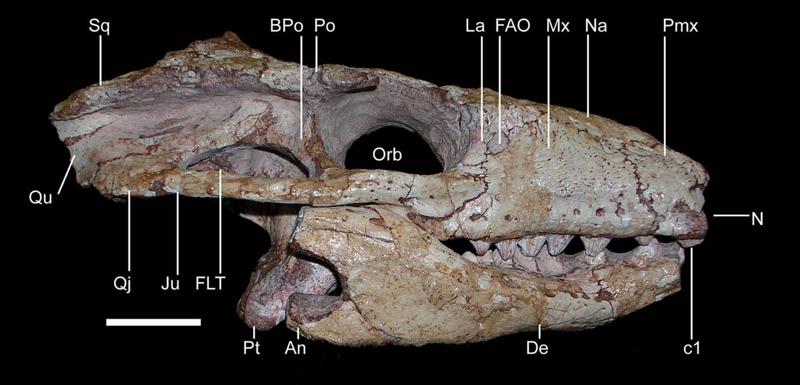 Ciência é...: Monstros primitivos inalterados por milhões de anos?