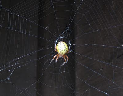 Celo Photo: Big-ass yellow spider