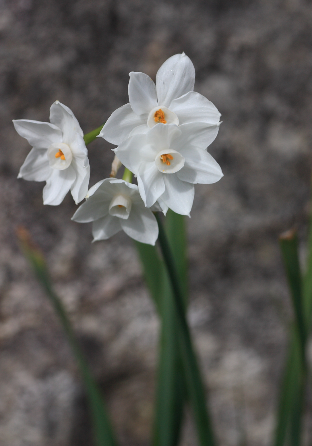 Cuaderno de Campo Payoyo: Flores de marzo