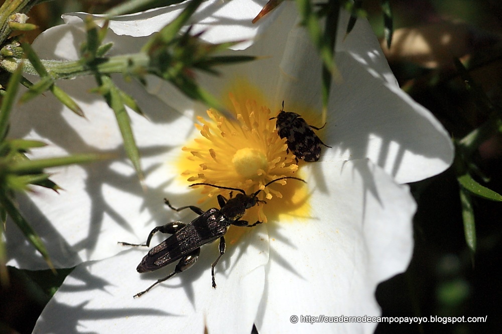 Cuaderno de Campo Payoyo: Algunos insectos fotografiados en mayo