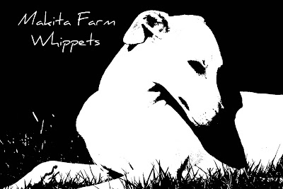 Makita Farms- Australian Shepherds and Whippets: Our New Whippet Logo