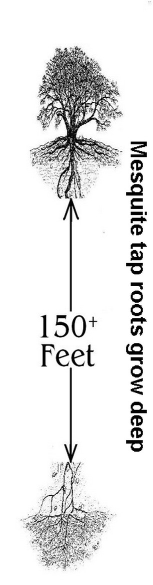 Jim Cloer's Arizona Desert: Naturalist View July 2010