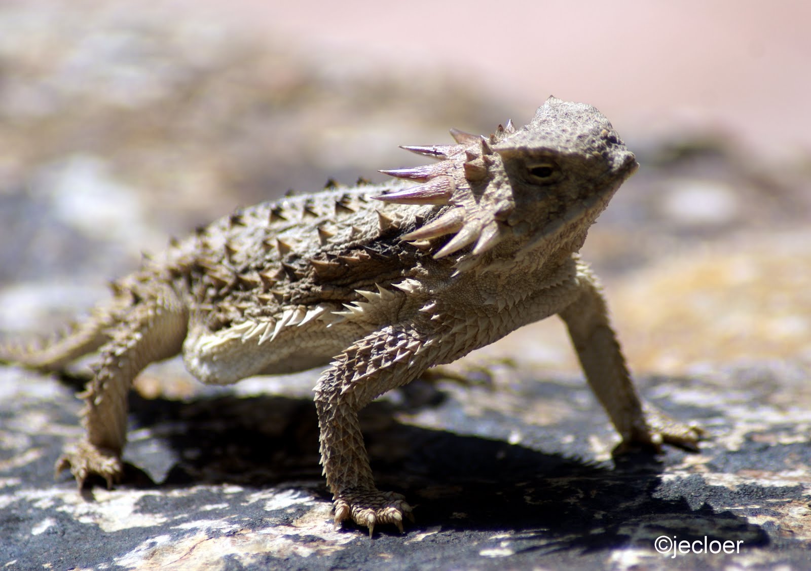 Jim Cloer's Arizona Desert: Naturalist View September 2010