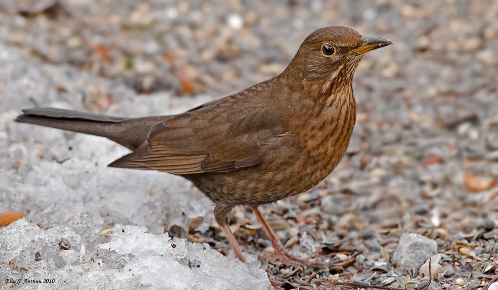 Nikon og jeg.: Hr. og Fru. Trast er også på plass.